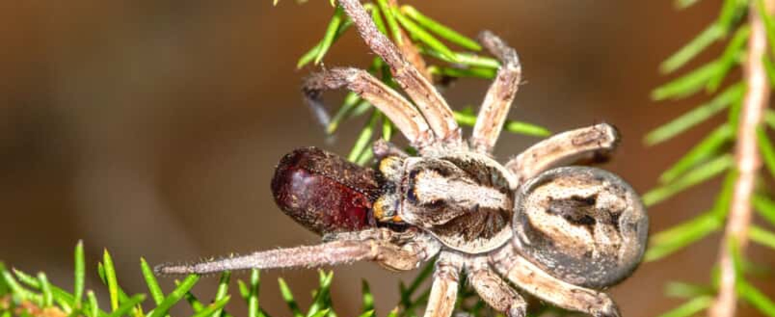 Blogs from September 2020 | Preventive Pest Control